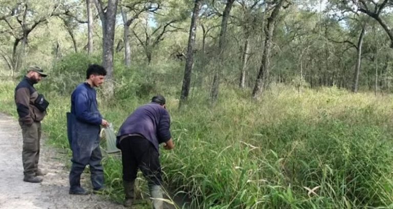 Hallazgo sin precedentes en el Chaco: encontraron una nueva especie de ...